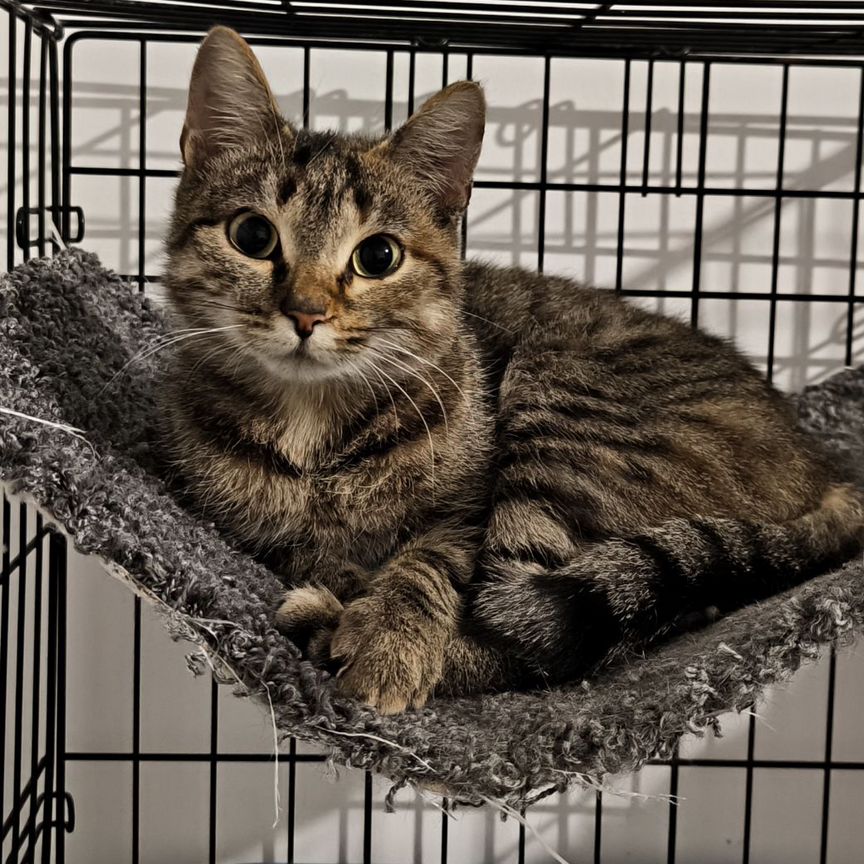 Котенок, кошка 6 мес