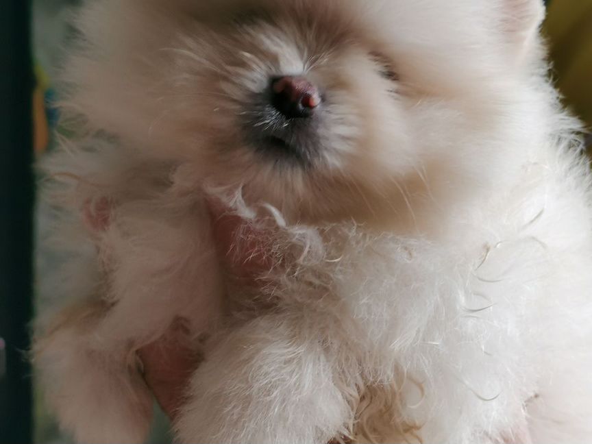 Шпиц малышка мишка