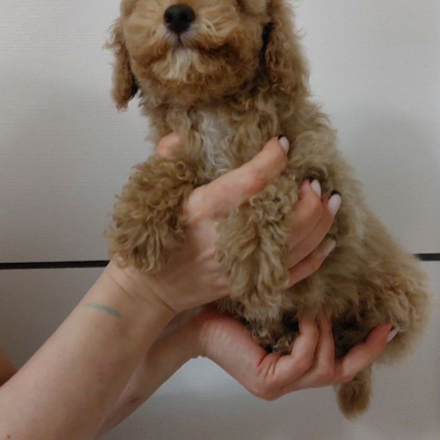 Той-пудель девочка абрикос