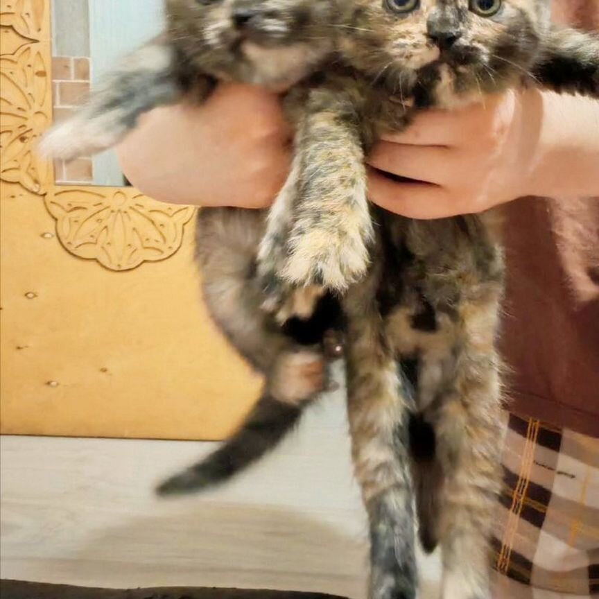 Котята