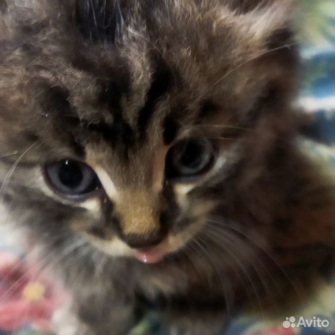 Котенок ищет свой домик