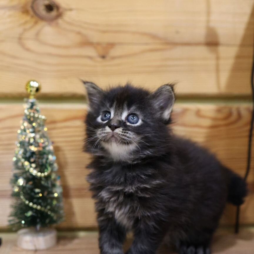 Мейн-кун котёнок