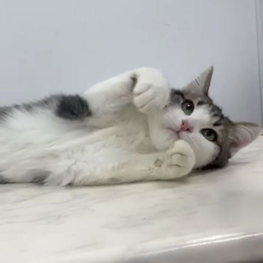 Саид в поисках дома