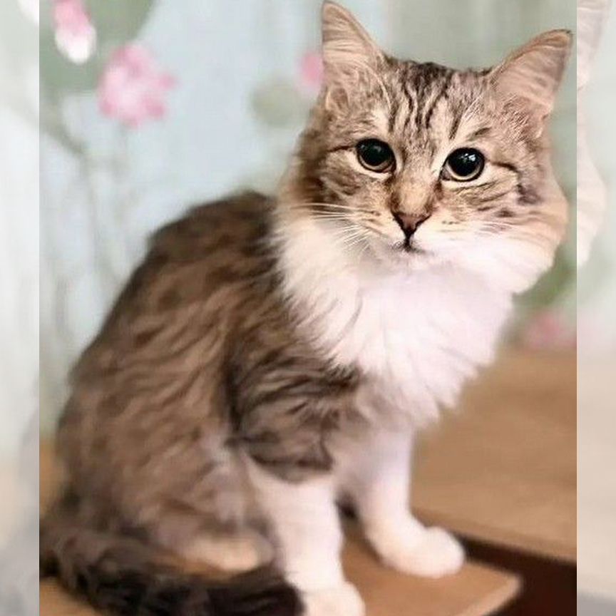 Котёнок в добрые руки