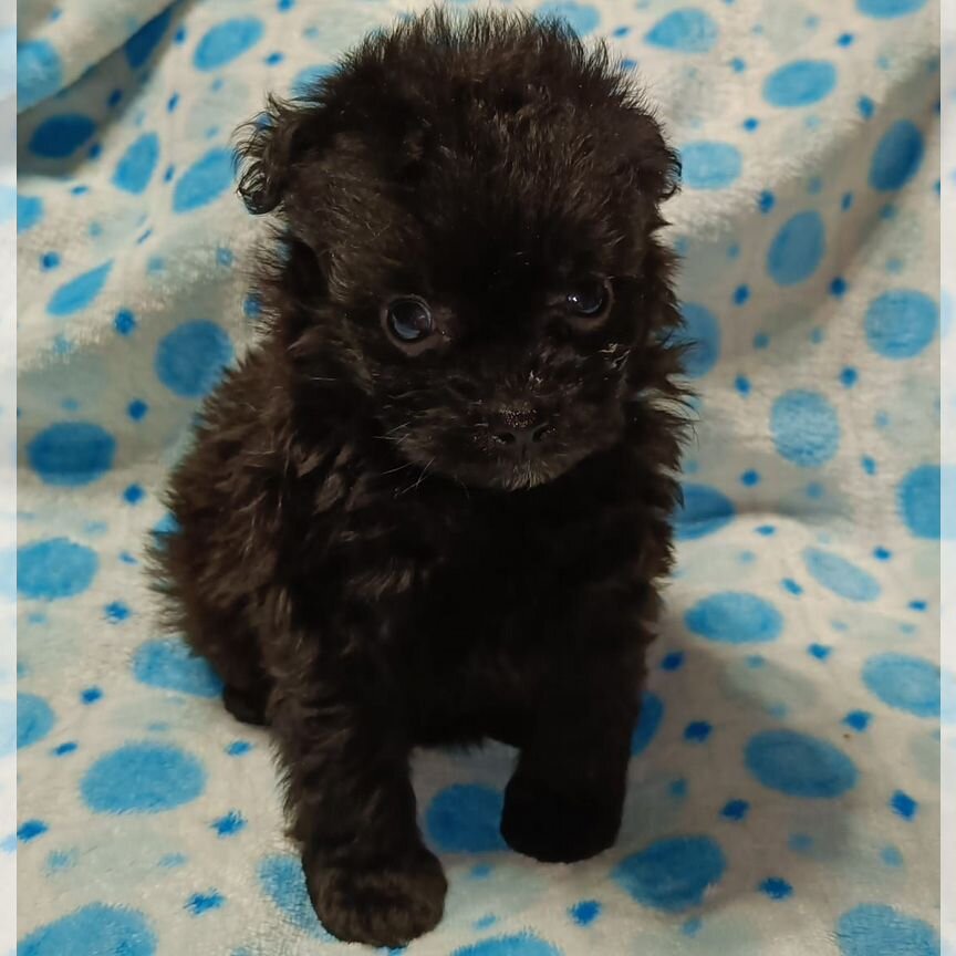 Мальтипу, щенок