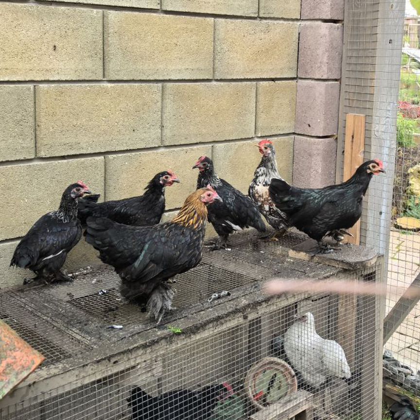 Карликовые куры