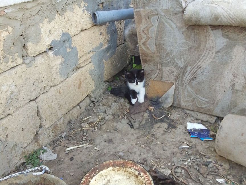Котята в добрые руки, все мальчики, от умной кошки