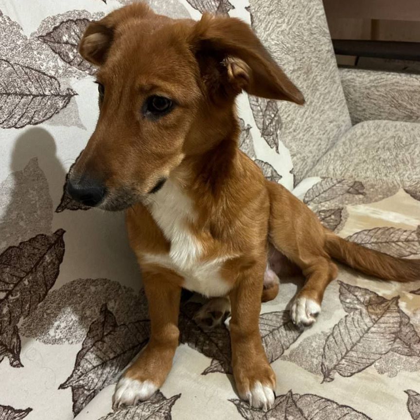 Щенок в добрые руки