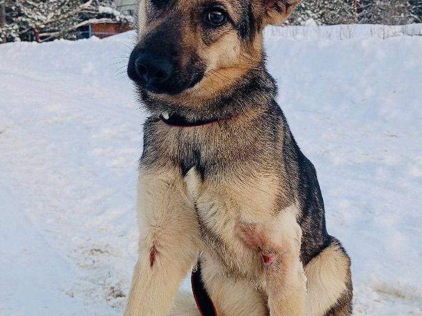 Букля ищет дом