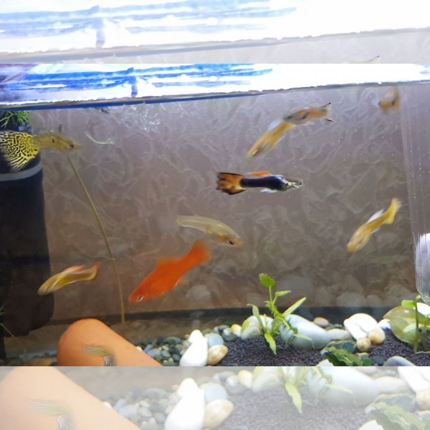 Рыбки гуппи