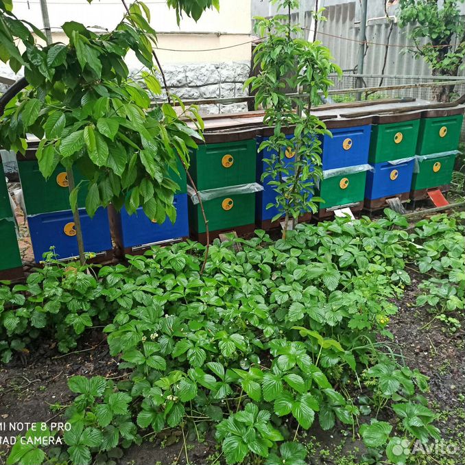 Порода бакфаст дадан