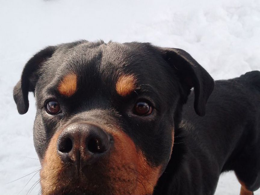 Вязка ротвейлера