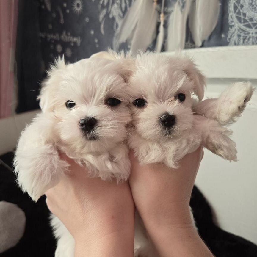 Мальтийская болонка, щенок