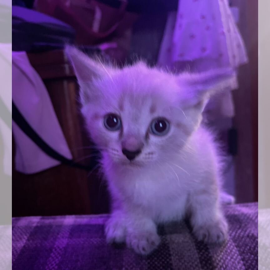 Маскараднве котята