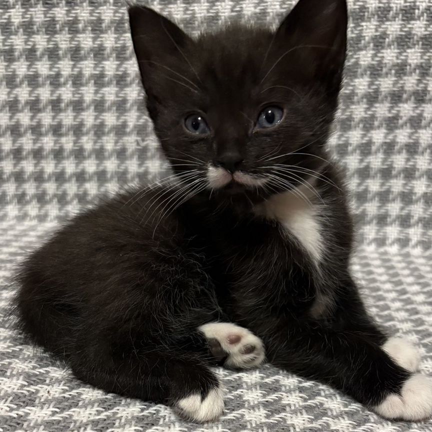 Сибирский котёнок