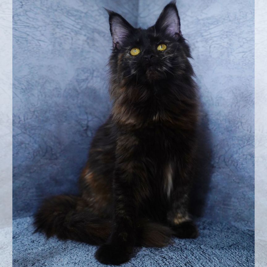 Мейн-кун котёнок