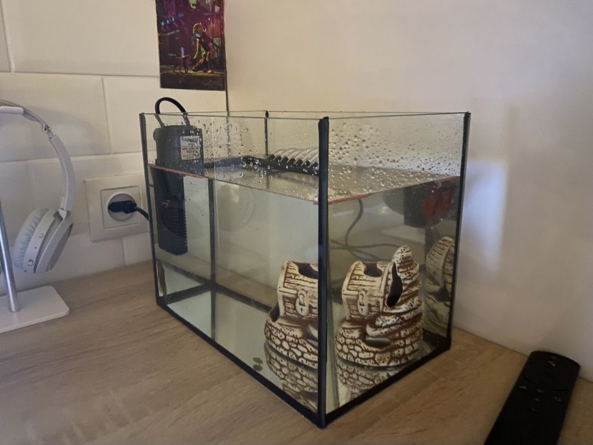 Аквариум 10 литров, фильтр, петушок, сомик