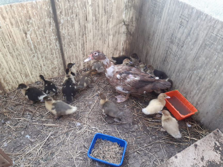 Мускусные утки