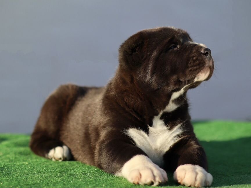 Щенок сао 1 месяц