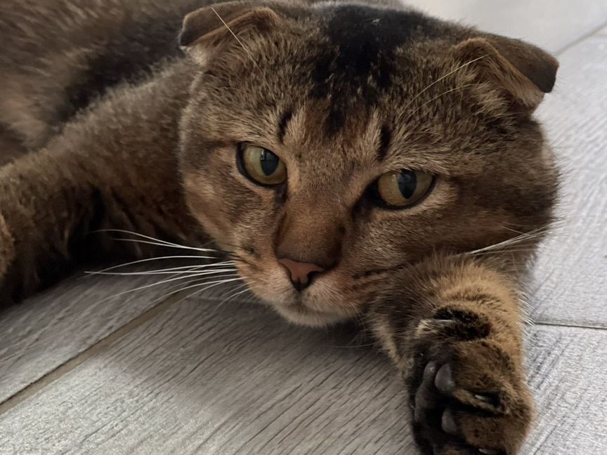 Кошка в дар