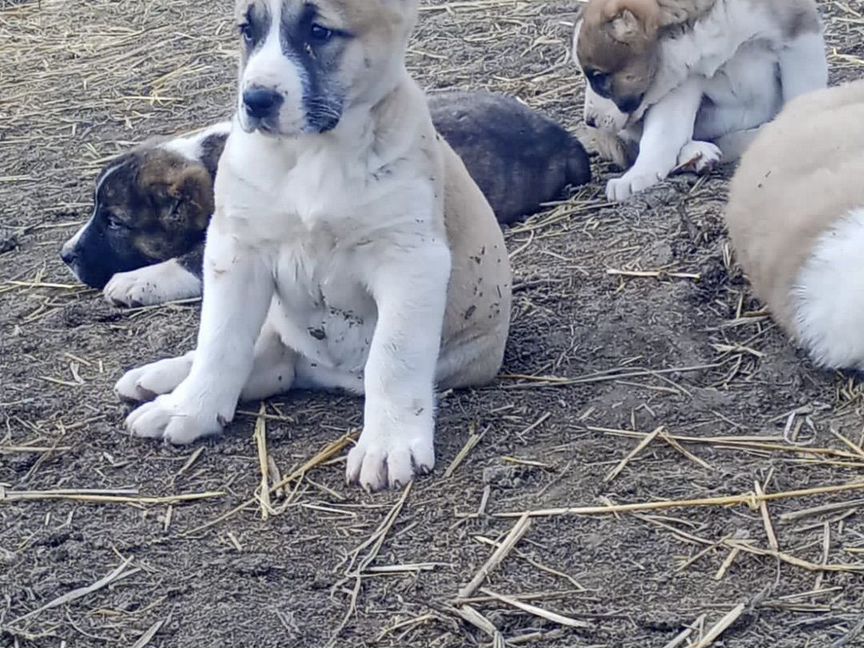 Продажа шенков