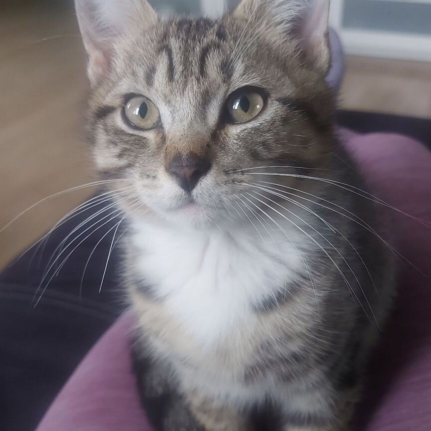 Котик в добрые руки