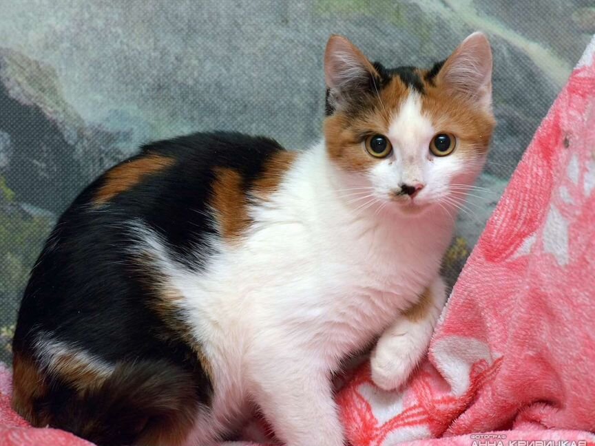 Кошка Паула 3-3,5 мес