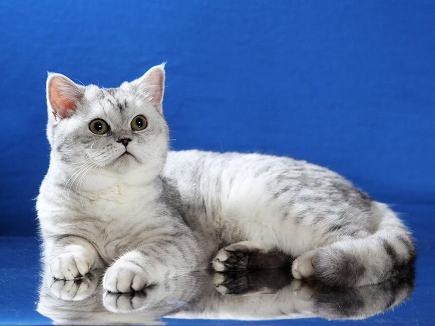 Британская кошечка