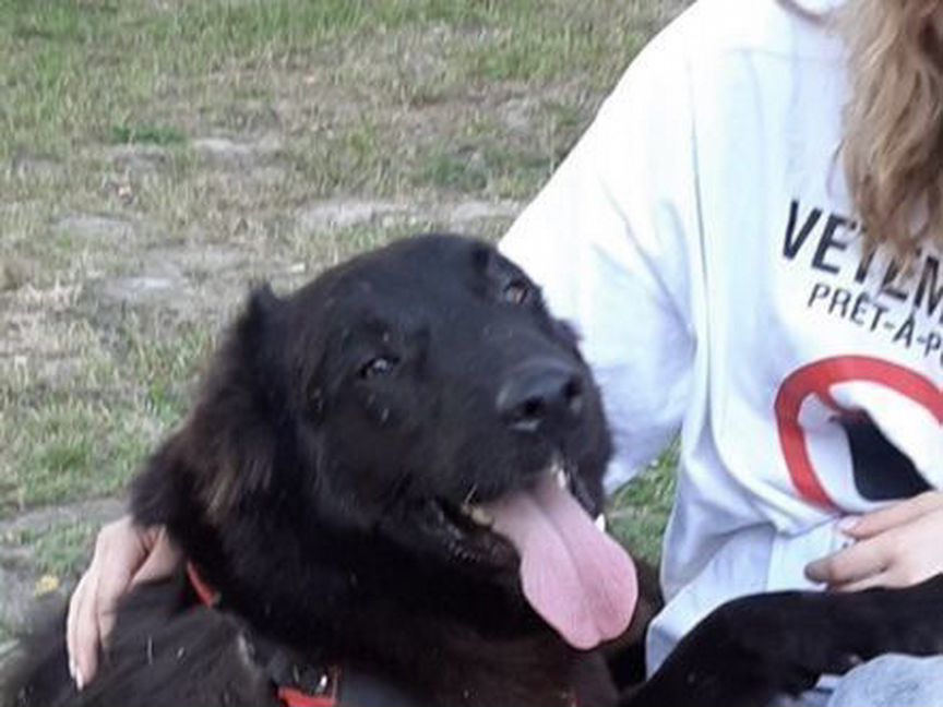 Цезарь - Собака мальчик в добрые руки