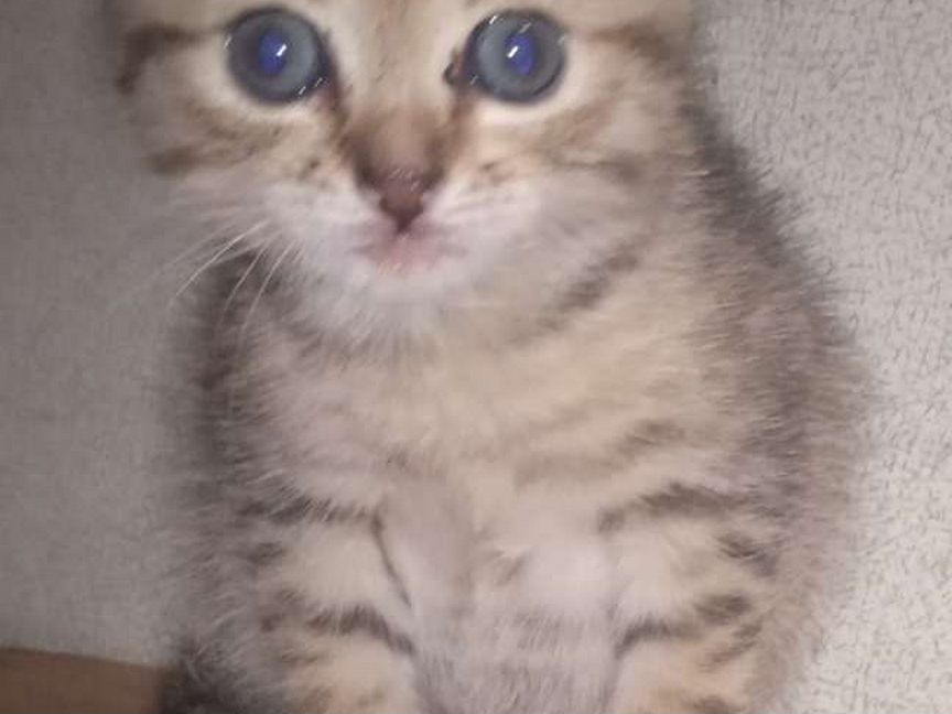 Кошка в дар бесплатно