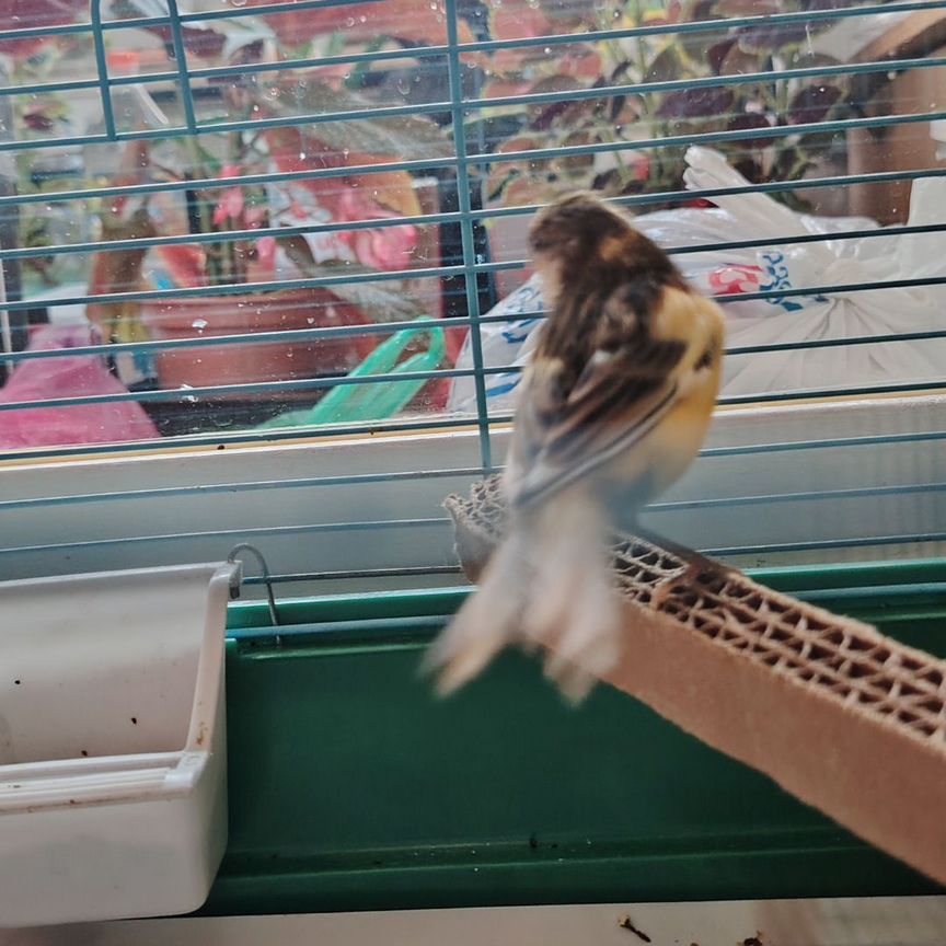 Канарейка самец