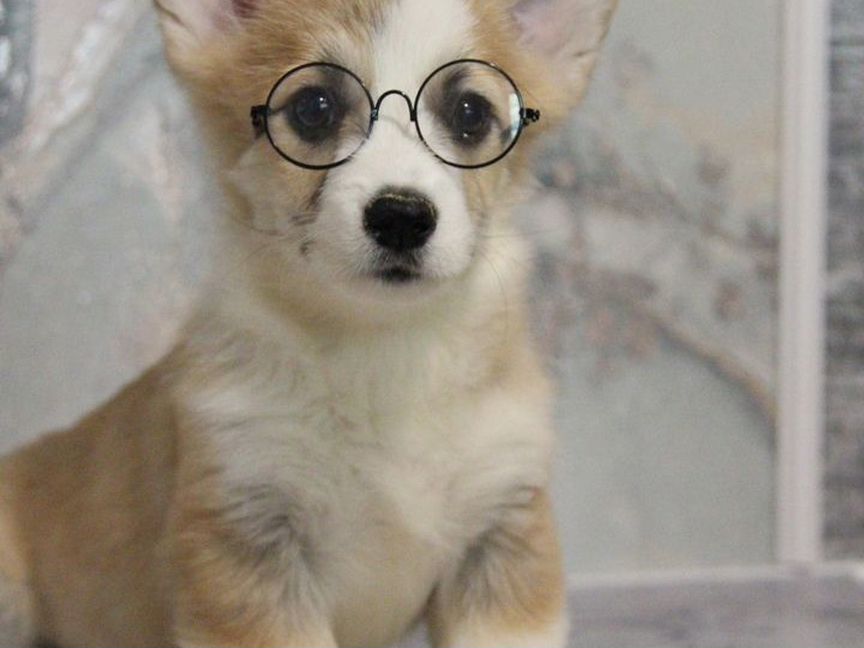 Шикарные щенки корги