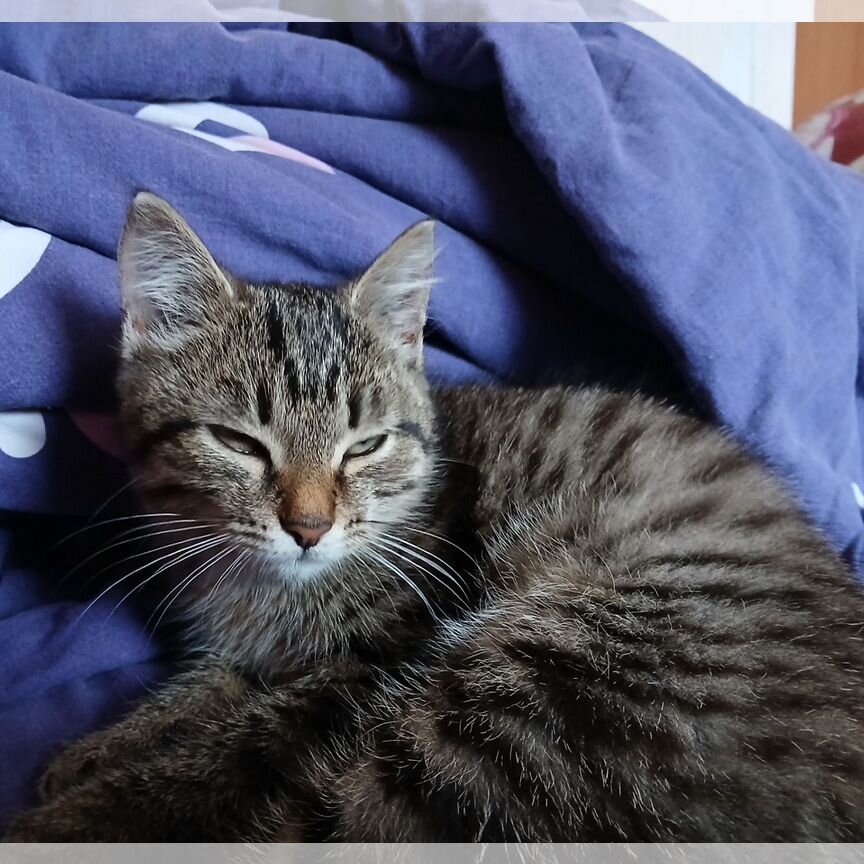 Кошечка 3 месяца бесплатно