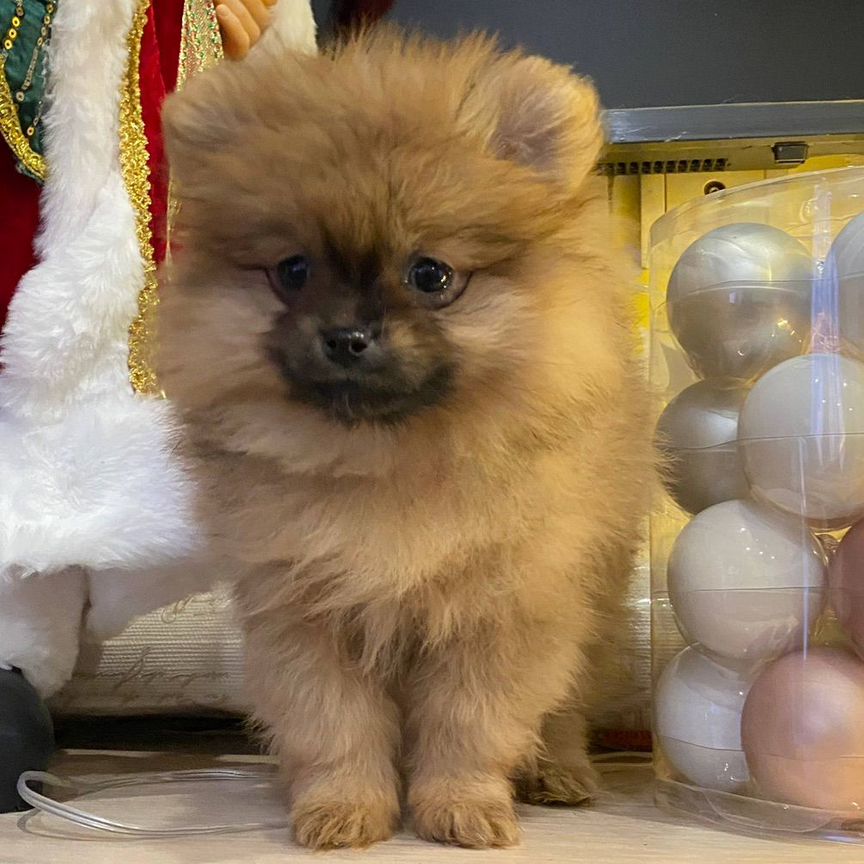 Померанский шпиц, щенок