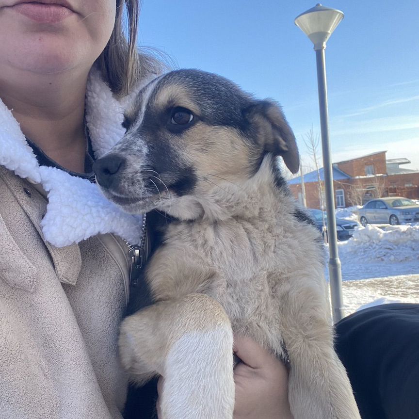 Щенки в добрые руки