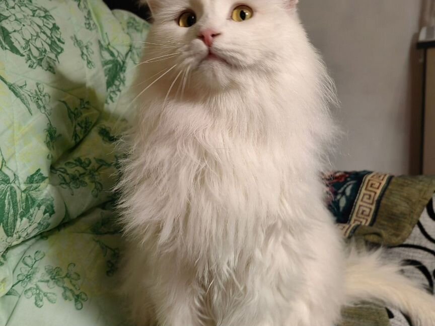 Персидская