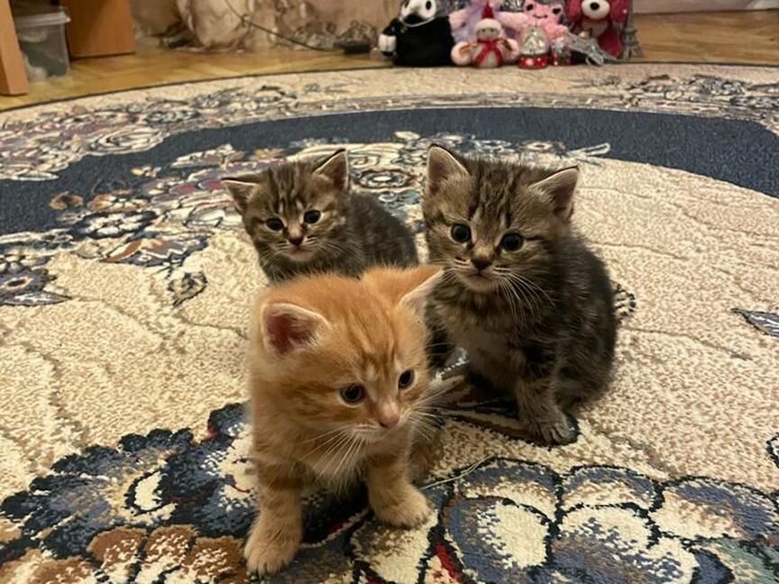 Британские котята
