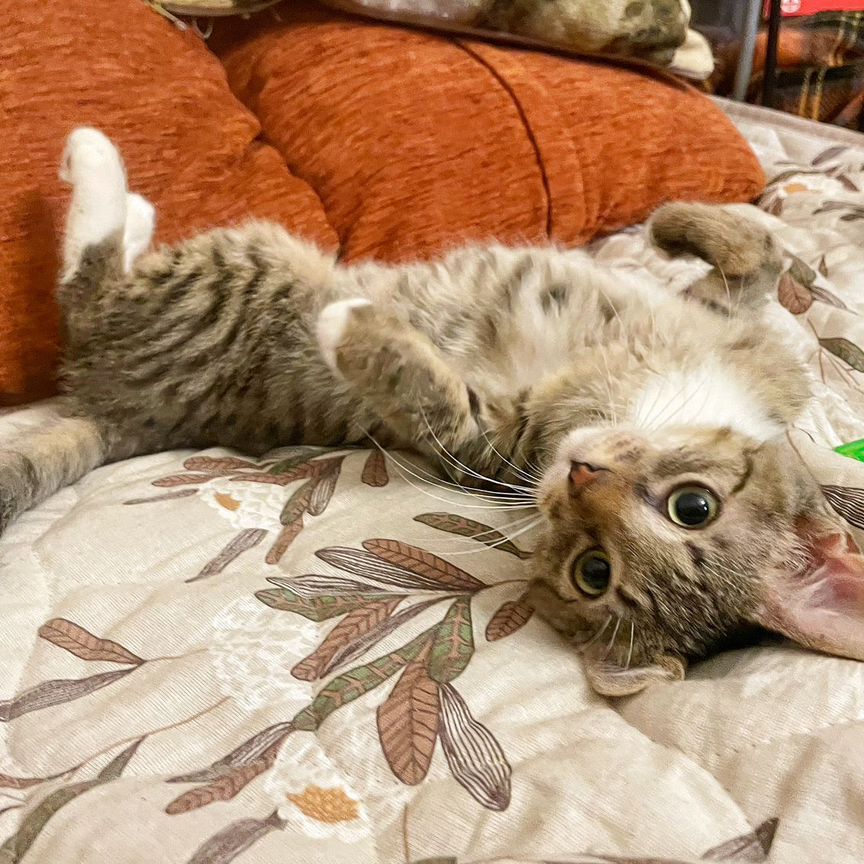 Котенок девочка