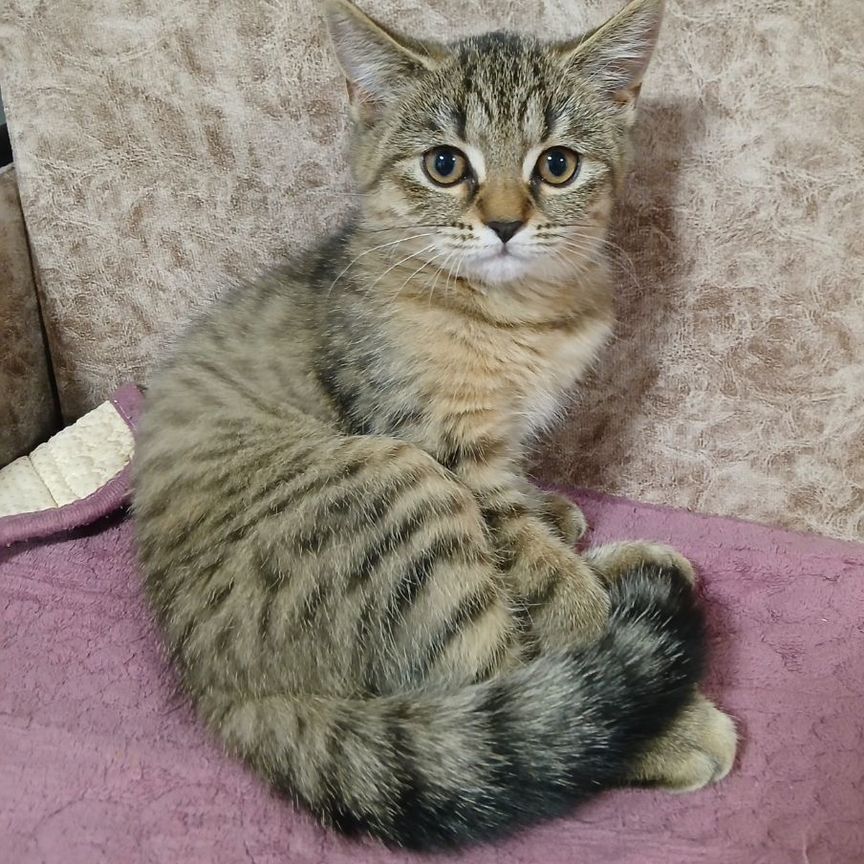 Шотландские прямоухие котята