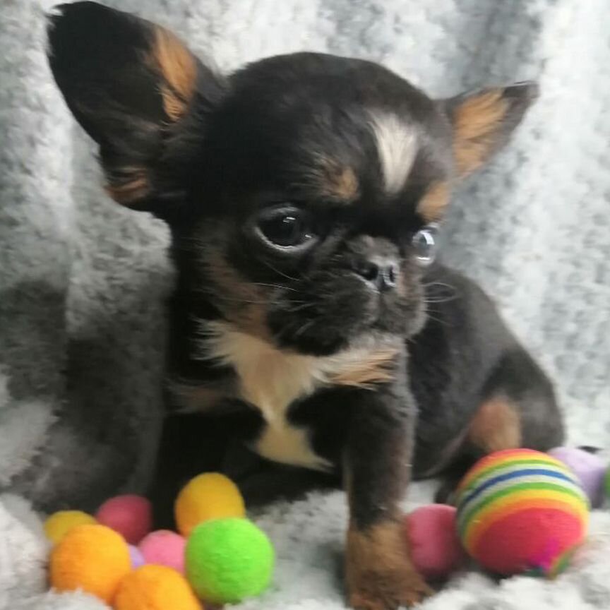 Пти-брабансон, щенок