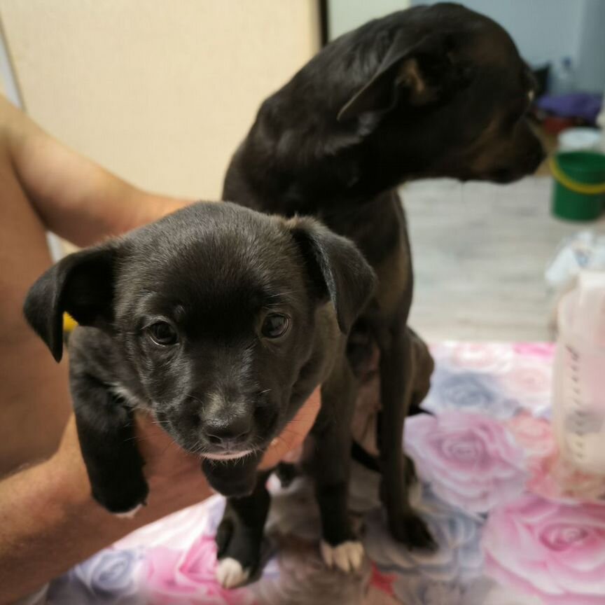 Котята в добрые руки бесплатно девочка