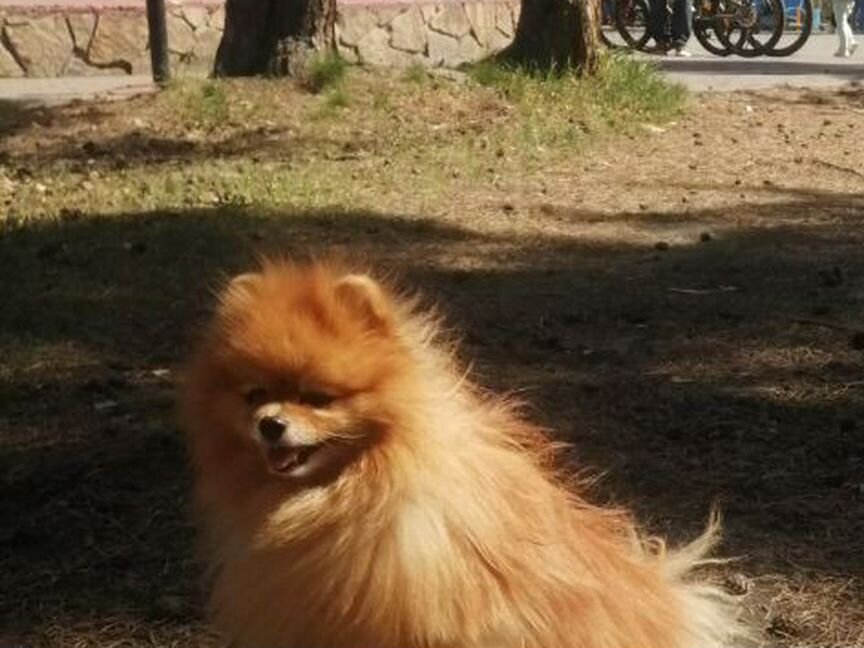 Померанский шпиц тип мишка мини
