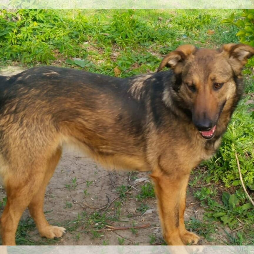 Маша ищет дом