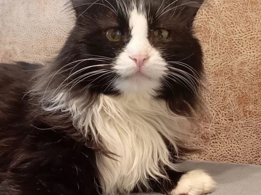 Кот