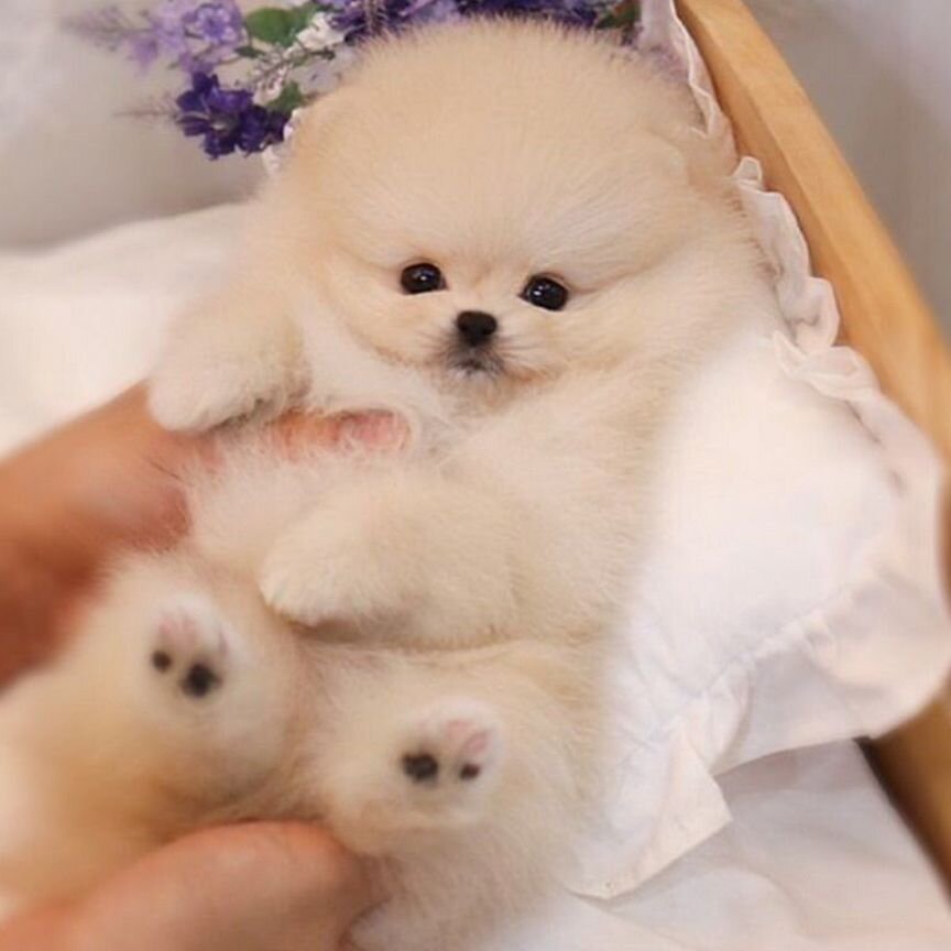 Минимишки померанцы