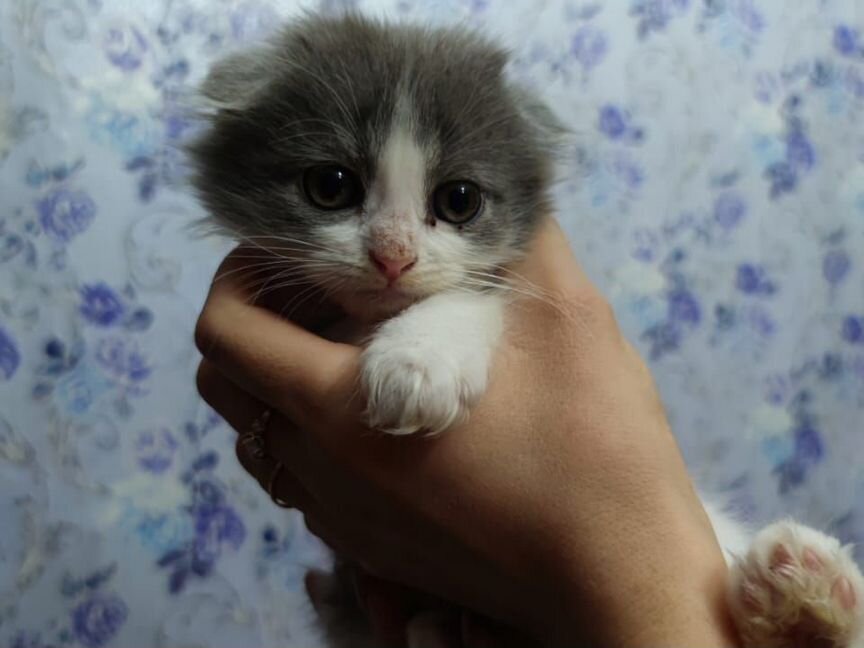 Вислоухие котята бесплатно