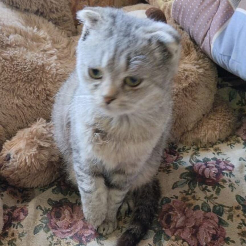 Трогательный которебёнок