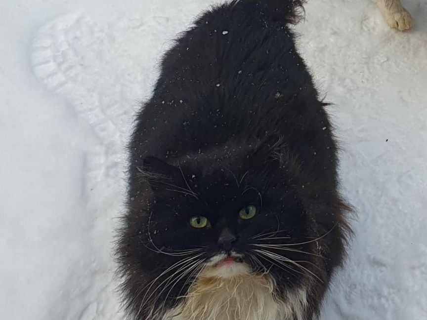 Брошенный кот из СНТ