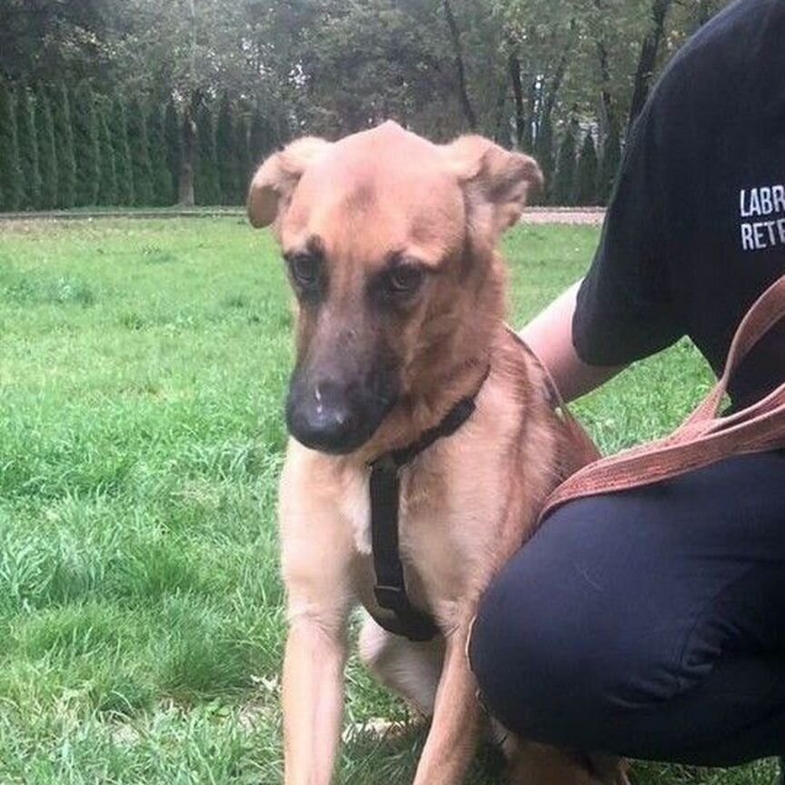 Глаза Рекса угасают, как и он сам