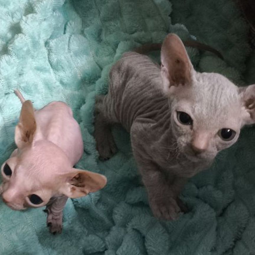 Донской сфинкс котёнок